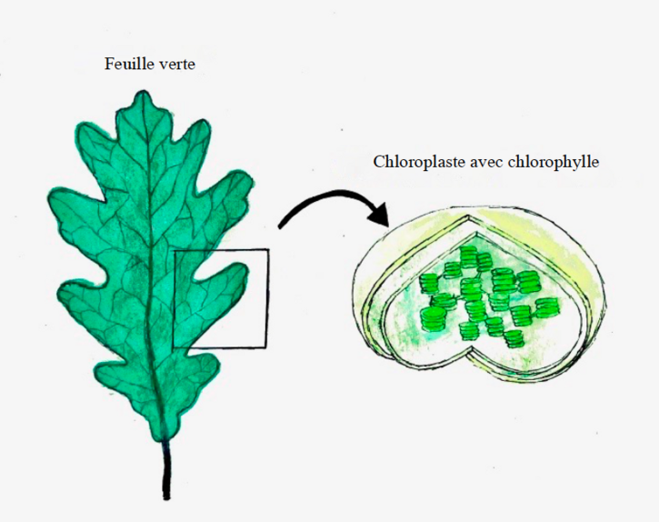 Pourquoi les feuilles sont-elles vertes? - WSL-Junior